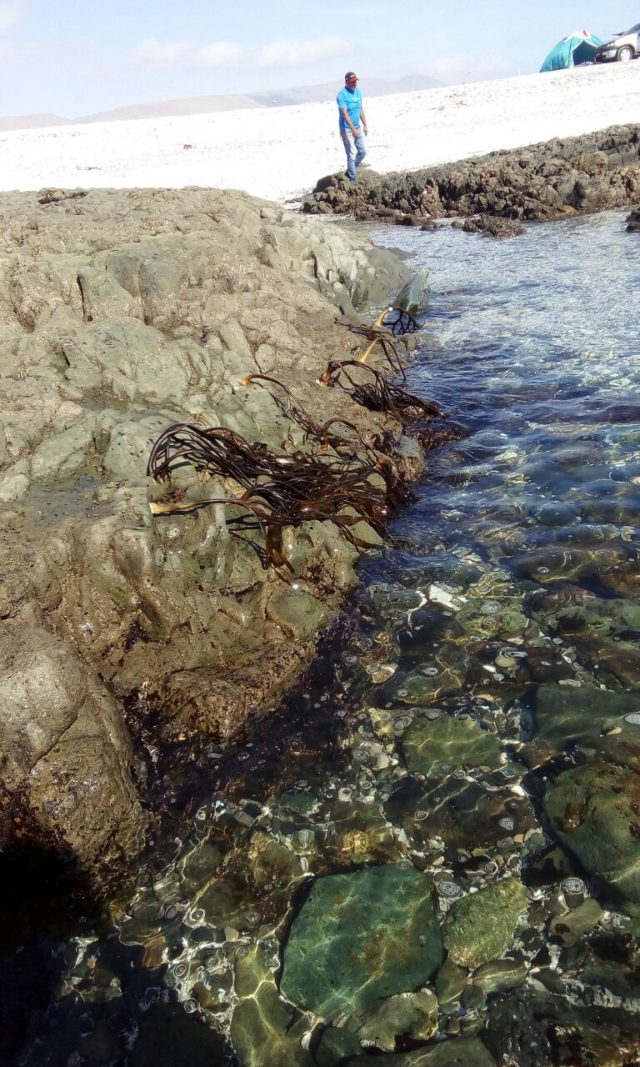 Pescadores Caleta Chanavayita iniciaron proyecto de repoblamiento de ...